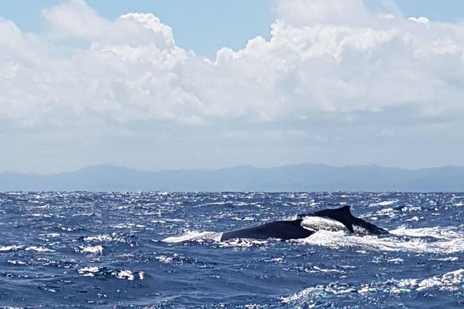 Whale Watching in Samana - Analyzing the Value