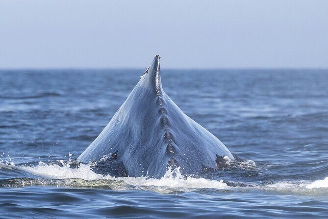 Whale Watching in Samana with Boat Tour - The Itinerary: What to Expect at Each Stop