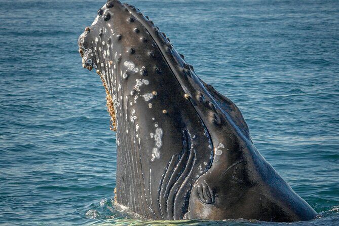 Whale Watching in Samana with Boat Tour - The Sum Up: Is This Tour Right for You?