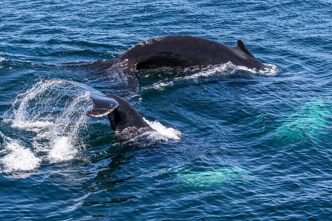 Whale Watching in Samana with Boat Tour - FAQ