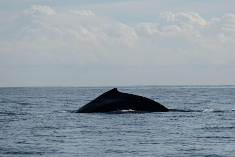Whale Watching in San Jose del Cabo - Key Points