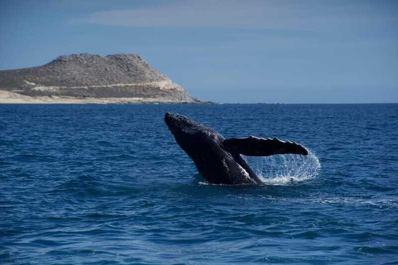 Whale Watching in San Jose del Cabo - Setting Out from Dip Expeditions