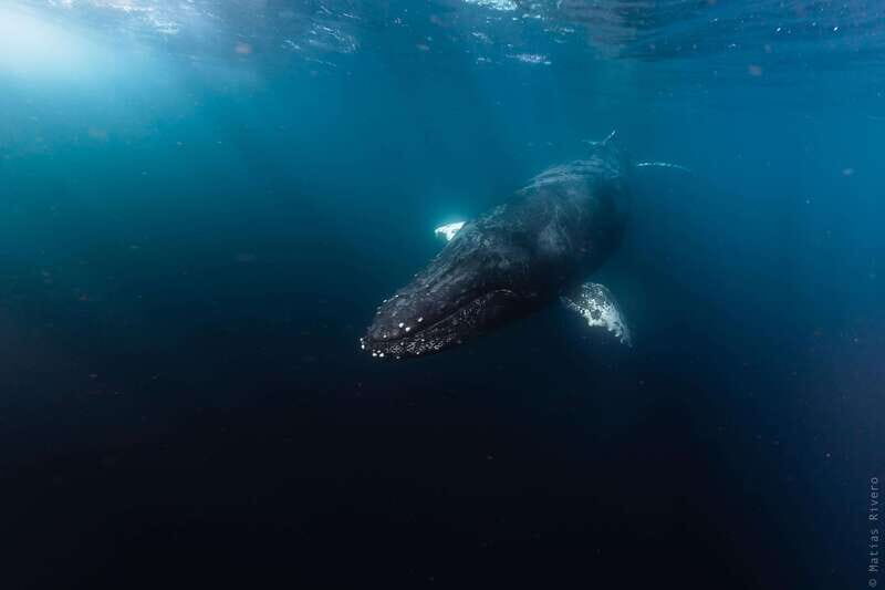 Whale Watching in San Jose del Cabo - The Scenic and Animal Highlights