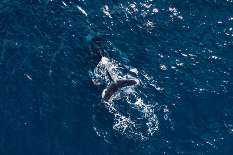 Whale Watching in San Jose del Cabo - Who Is This Tour Best For?