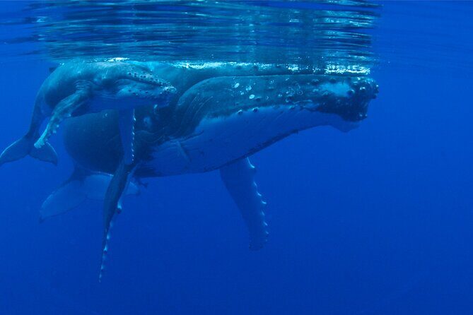 Whale watching in the calm of the peninsula with Ttahi tours - A Deep Dive into the Experience