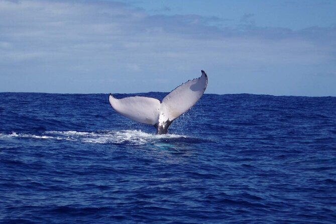 Whale watching in the calm of the peninsula with Ttahi tours - Practical Tips for Travelers