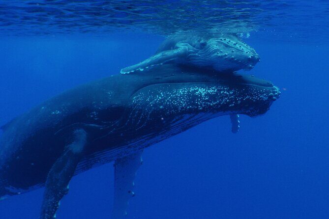 Whale watching in the calm of the peninsula with Ttahi tours - FAQ about the Ttahi Tours Whale Watching Experience
