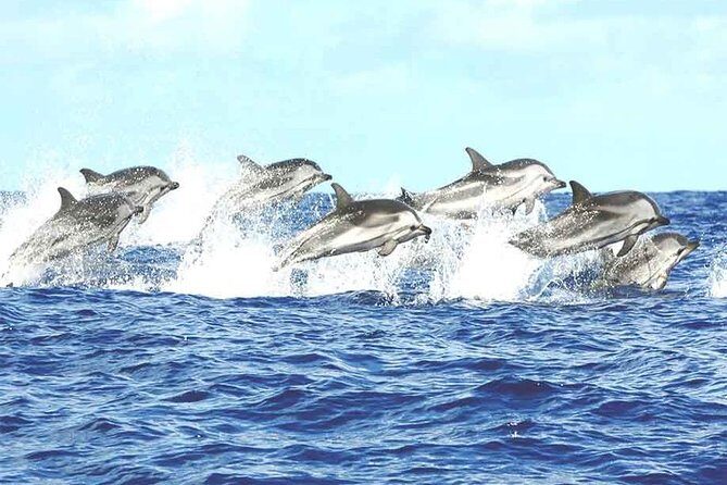 Whale watching mirissa from Colombo or Bandaranaike International Airport (CMB) - The Experience: What to Expect