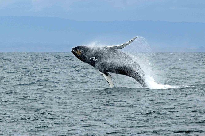 Whale watching mirissa from Colombo or Bandaranaike International Airport (CMB) - What Travelers Say
