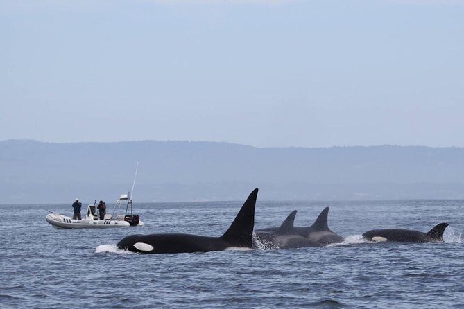 Whale Watching Monterey Bay semi-private limited to 6 people max - Who Is This Tour Best For?