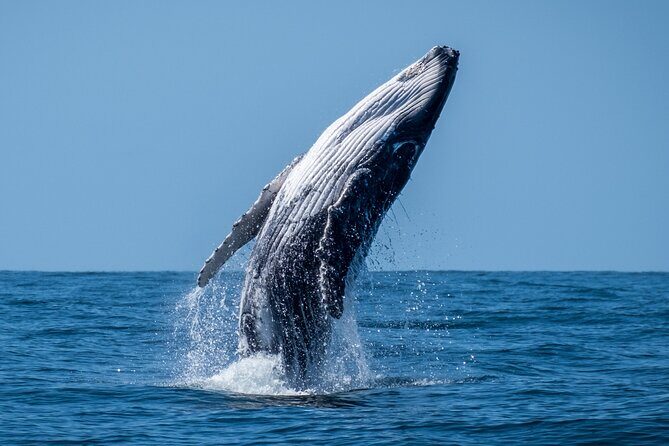 Whale Watching Moorea (non-swimming) - An In-Depth Look at the Moorea Whale Watching Tour