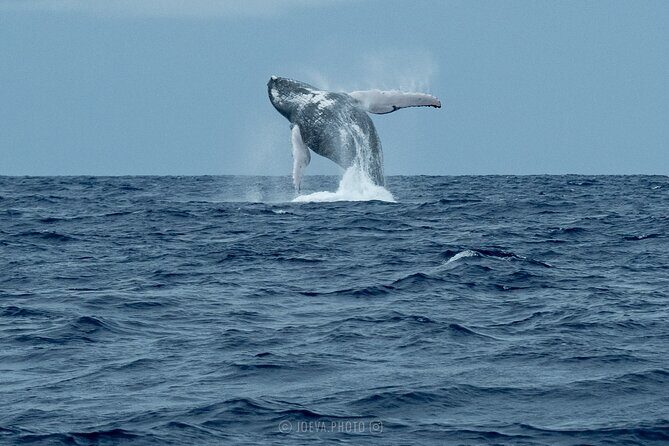 Whale Watching Moorea (non-swimming) - FAQs