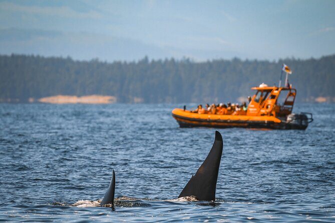 Whale Watching Nanaimo Open Boat Tour - Introduction: An Authentic Marine Adventure Near Nanaimo
