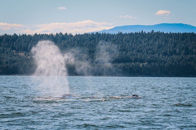 Whale Watching Nanaimo Open Boat Tour - The Cost and Value