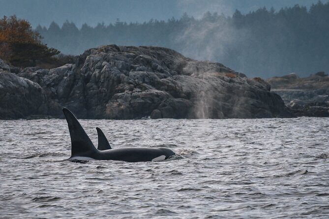 Whale Watching Nanaimo Open Boat Tour - The Final Word: Who Will Love This Tour?