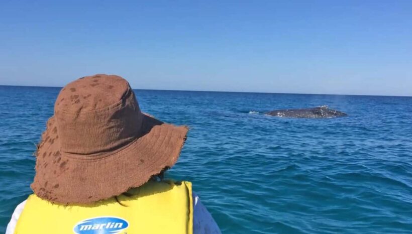 Whale Watching Ocean Kayak & Beach 4X4 Tour Noosa - A Closer Look at What to Expect