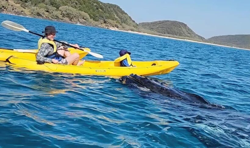 Whale Watching Ocean Kayak & Beach 4X4 Tour Noosa - The Itinerary in Detail