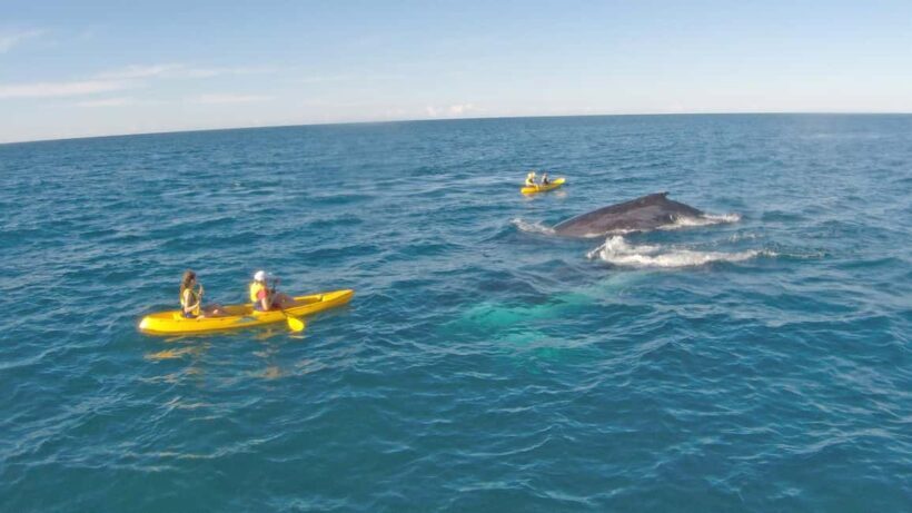 Whale Watching Ocean Kayak + Great Beach Drive Adventure - Key Points