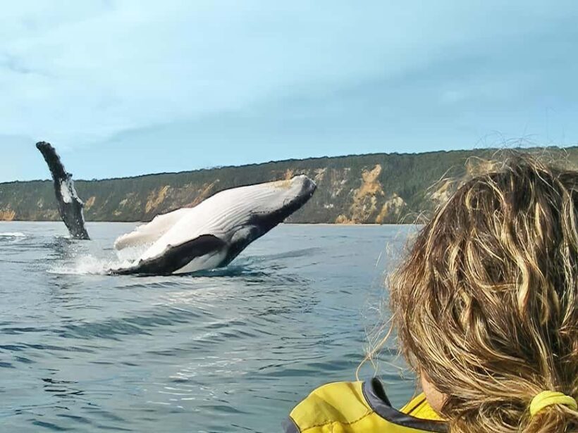 Whale Watching Ocean Kayak + Great Beach Drive Adventure - An Introduction to the Adventure