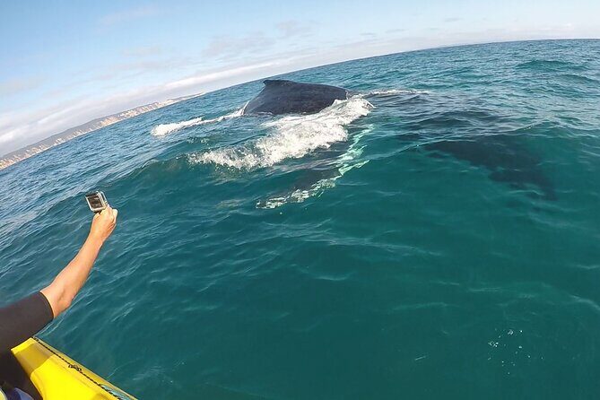 Whale Watching Ocean Kayak Tour - FAQ