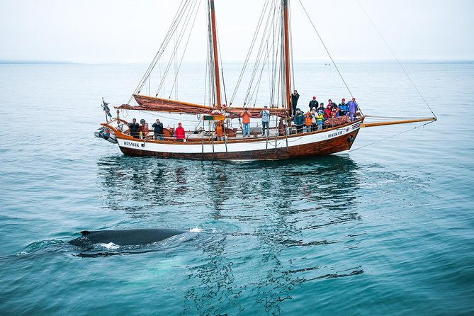Whale Watching on a Traditional Oak Sailing Ship From Husavik - Cold-Weather Gear and Creature Comforts