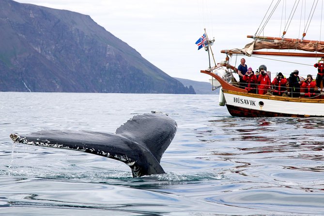 Whale Watching on a Traditional Oak Sailing Ship From Husavik - Guided Narration and Whale Search