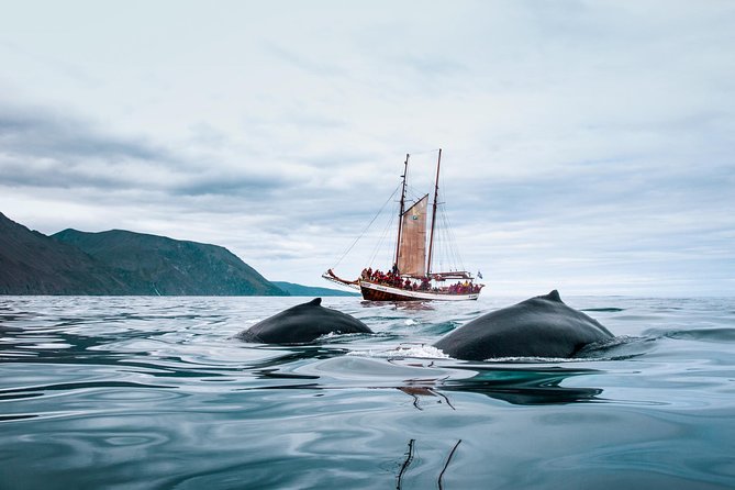 Whale Watching on a Traditional Oak Sailing Ship From Husavik - Meeting and Pickup Details