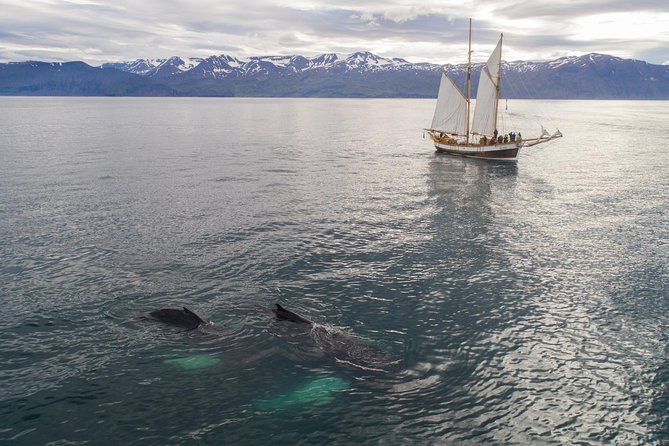 Whale Watching on a Traditional Oak Sailing Ship From Husavik - Accessibility and Cancellation Policy