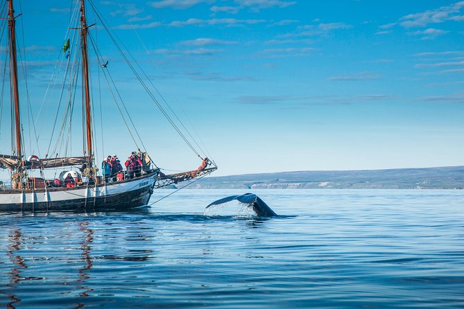Whale Watching on a Traditional Oak Sailing Ship From Husavik - Pricing and Booking Options