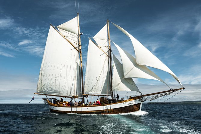 Whale Watching on a Traditional Oak Sailing Ship From Husavik - Testimonials and Traveler Ratings