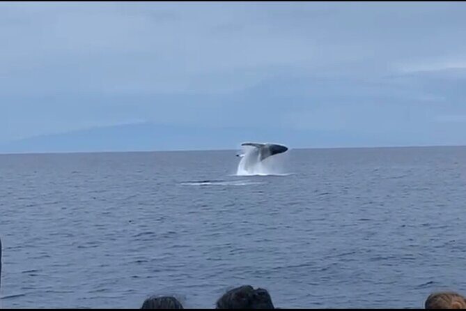 Whale Watching on Big island - The Experience in Detail