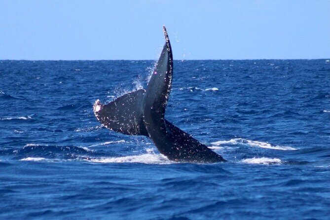 Whale Watching on Big island - FAQ