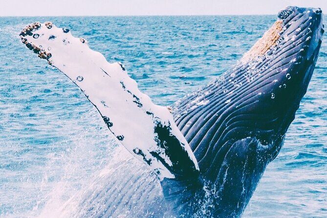 Whale Watching on Coral Princess in Bermuda - An In-Depth Look at the Coral Princess Whale Watching Tour