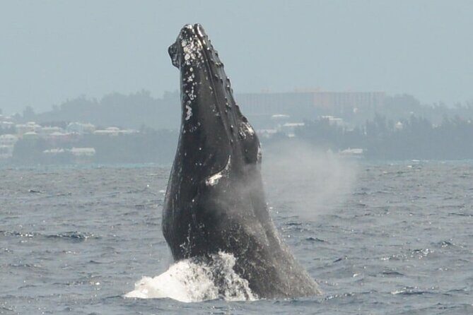 Whale Watching on Coral Princess in Bermuda - Practical Tips for Your Whale Watching Trip