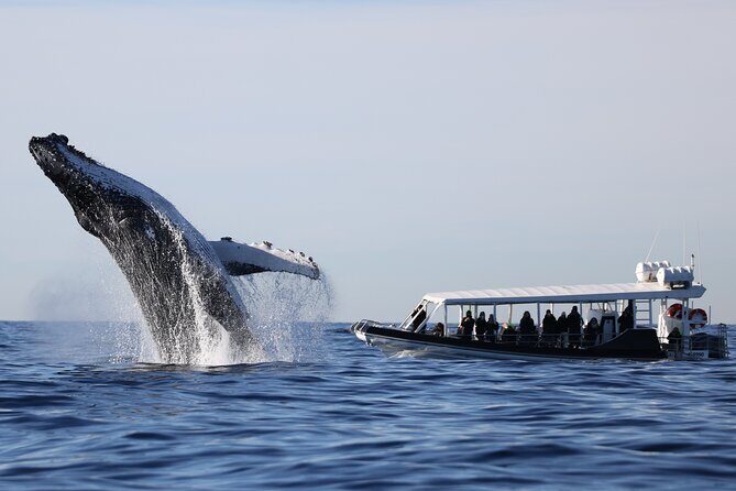 Whale Watching on Speed Boat with canopy from Sydney Harbour - Is It Worth the Price?