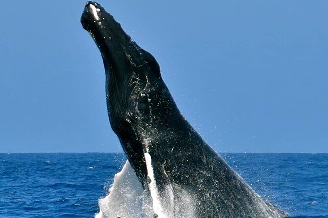 Whale Watching on Sundeck in Bermuda - An Overview of the Bermuda Whale Watching Experience