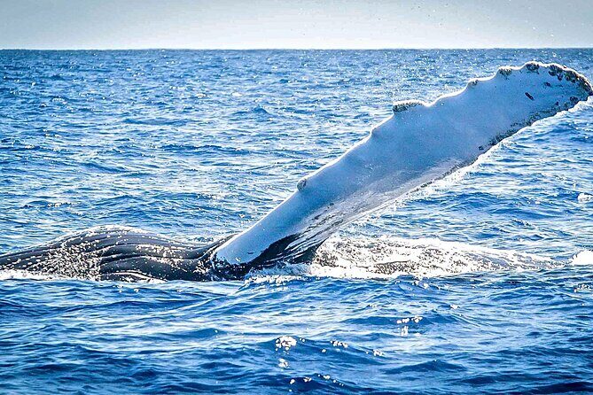 Whale Watching on Sundeck in Bermuda - The Itinerary in Detail