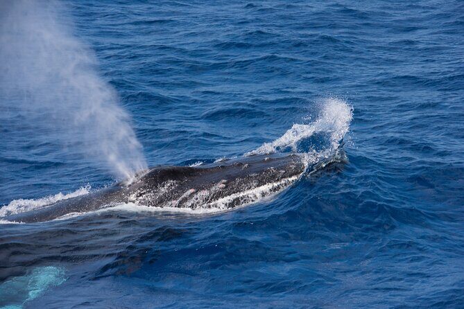 Whale Watching on Sundeck in Bermuda - Who Should Consider This Tour?