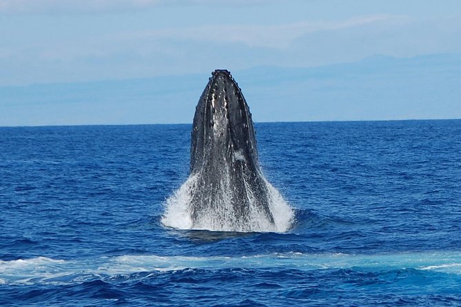 Whale Watching On The Big Island - Authentic Perspectives from Past Travelers