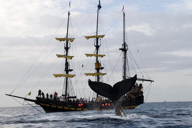 Whale-Watching Pirate Ship Cruise in Los Cabos - An In-Depth Look at the Whale-Watching Pirate Ship Cruise