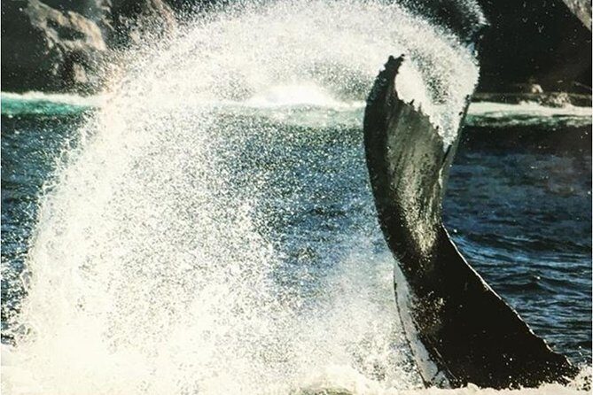 Whale Watching Sailing Experience in Sydney - The Experience for Different Travelers