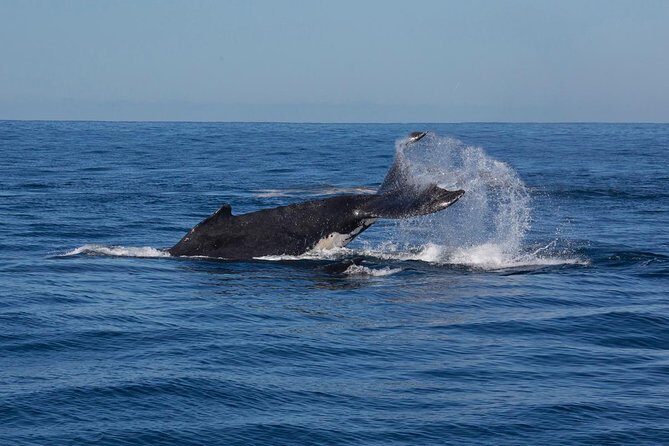 Whale Watching Sailing Experience in Sydney - Practical Tips for Planning Your Trip