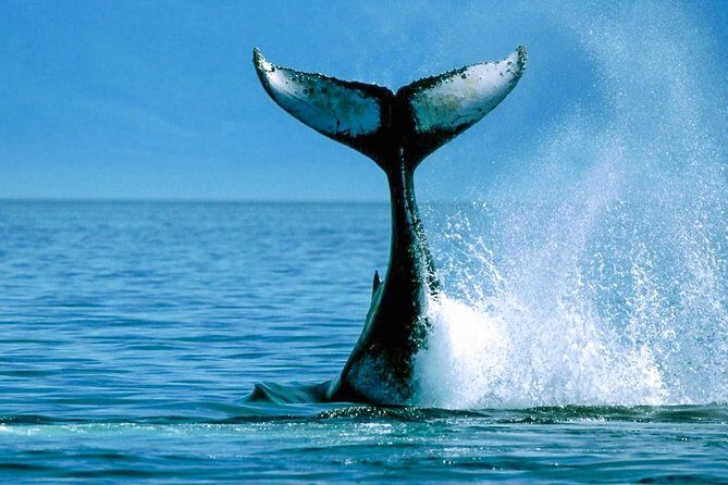Whale Watching Shared Boat Tour from Bentota - What to Expect on This Whale Watching Tour