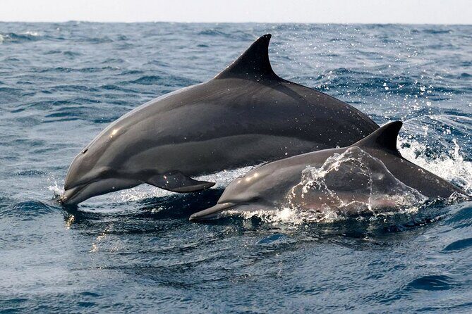 Whale Watching Shared Boat Tour from Bentota - Final Thoughts