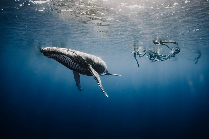 Whale Watching Shared Half Day - The Sum Up: Why It’s Worth Considering