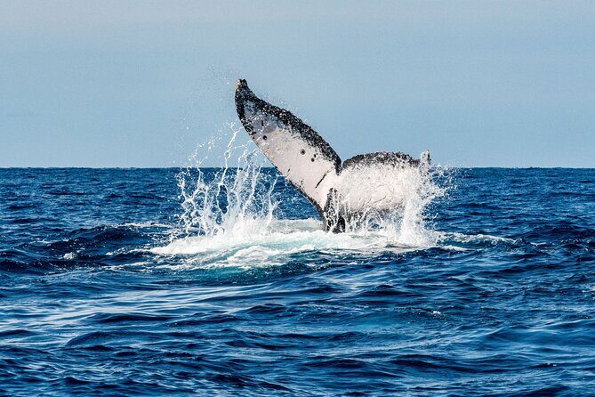 Whale Watching Snorkel Combo - The Itinerary: What to Expect from Dawn to Dolphin