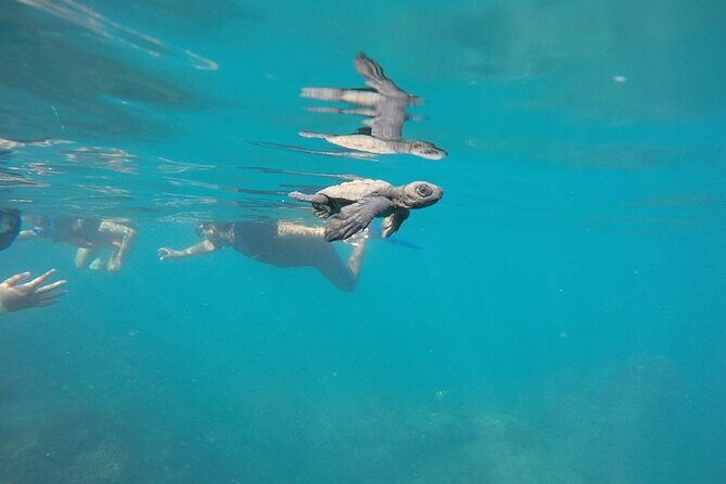 Whale Watching Snorkel Combo - Frequently Asked Questions