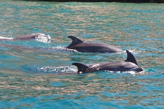 Whale Watching Snorkel Combo - Final Thoughts
