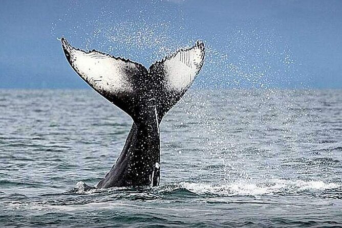 Whale Watching & Snorkeling Private Yacht Tour Cabo with Food & Drinks - An In-Depth Look at the Cabo Whale Watching & Snorkeling Tour