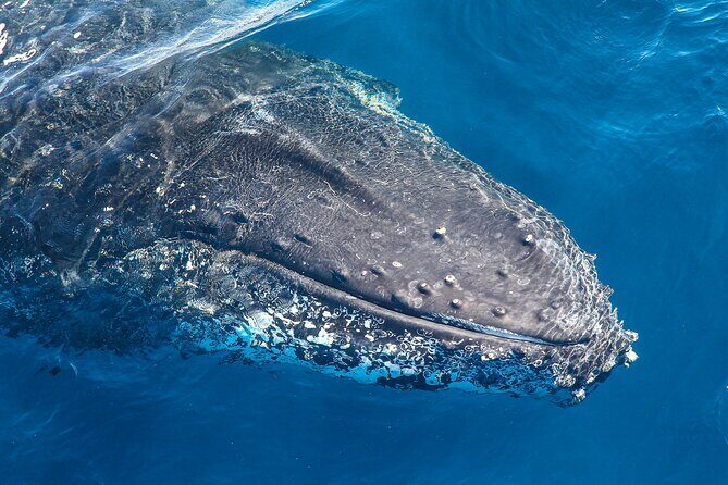Whale Watching Sydney 2-Hour Express Cruise - Introduction